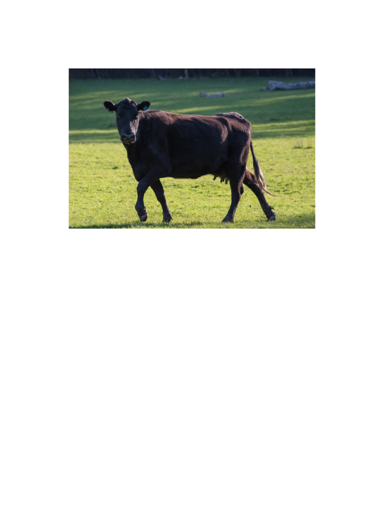 Vaca | PDF