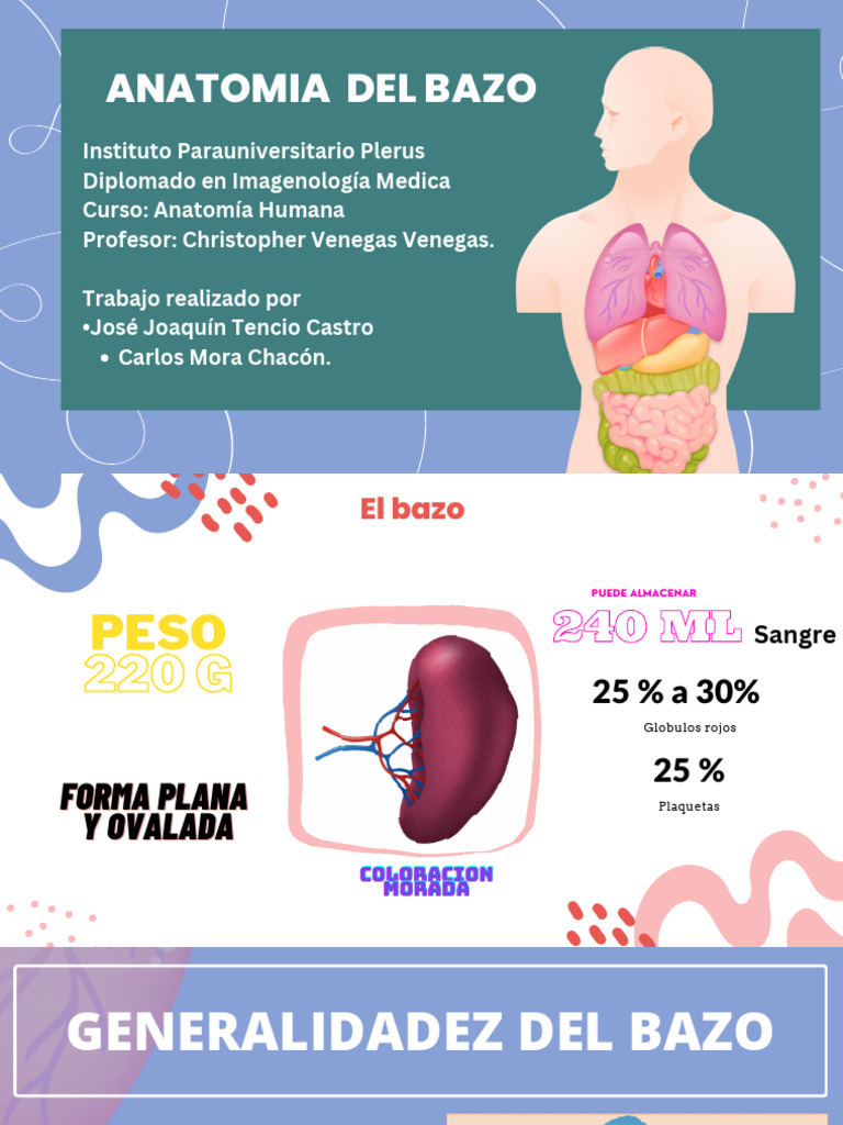 Anatomía y Funciones del Bazo | PDF | Bazo | Sangre