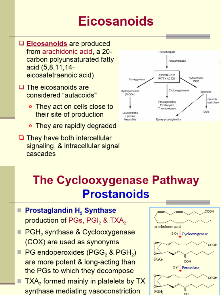 18 Prostaglandins | PDF | Prostaglandin | Organic Compounds