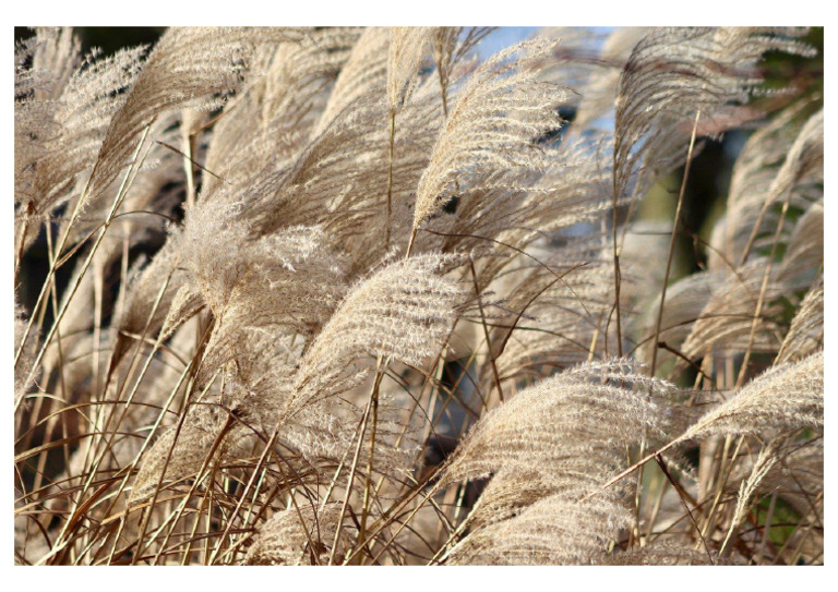 Chinese Reed 8493547 - 1280 | PDF