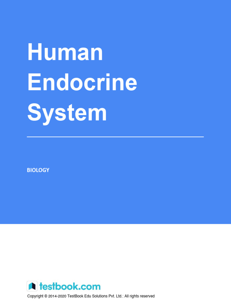 Endocrine System - Study Notes | PDF | Endocrine System | Pancreas