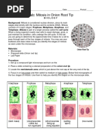 Mitosis Phases Drawing Guide | PDF