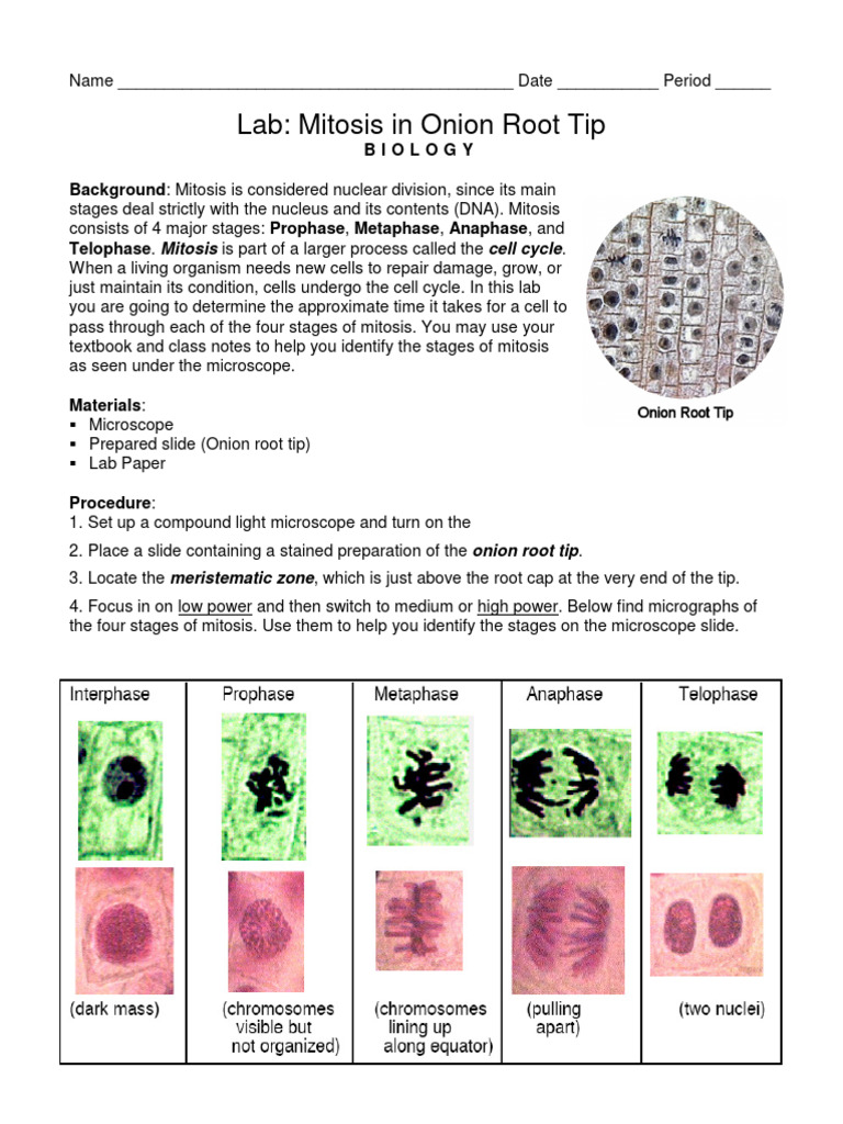 Lab Mitosis 2009 | PDF | Mitosis | Meiosis