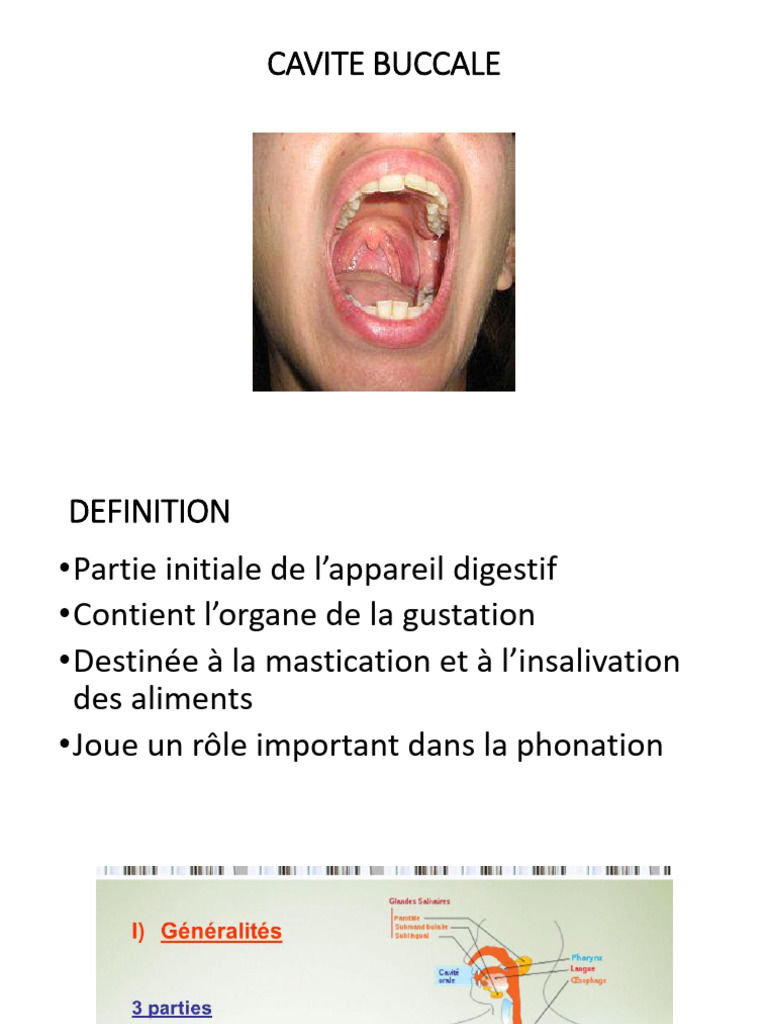 Anatomie de la Cavité Buccale | PDF | Langue | Bouche