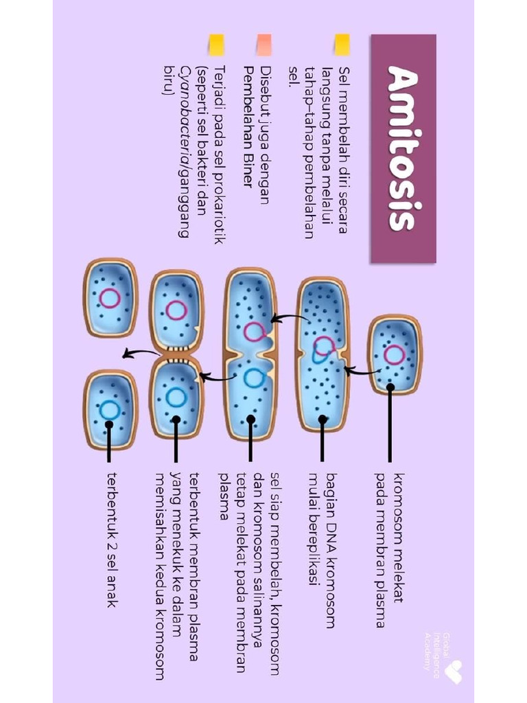 amitosiss | PDF
