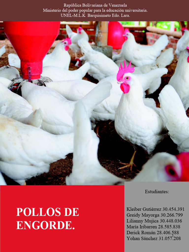 Historia y producción de pollos de engorde | PDF | Ventilación ...