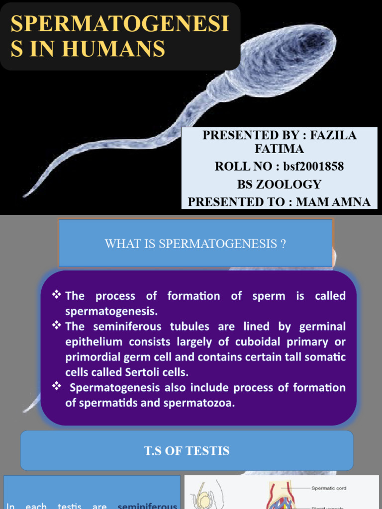 Spermatogenesis | PDF | Meiosis | Luteinizing Hormone