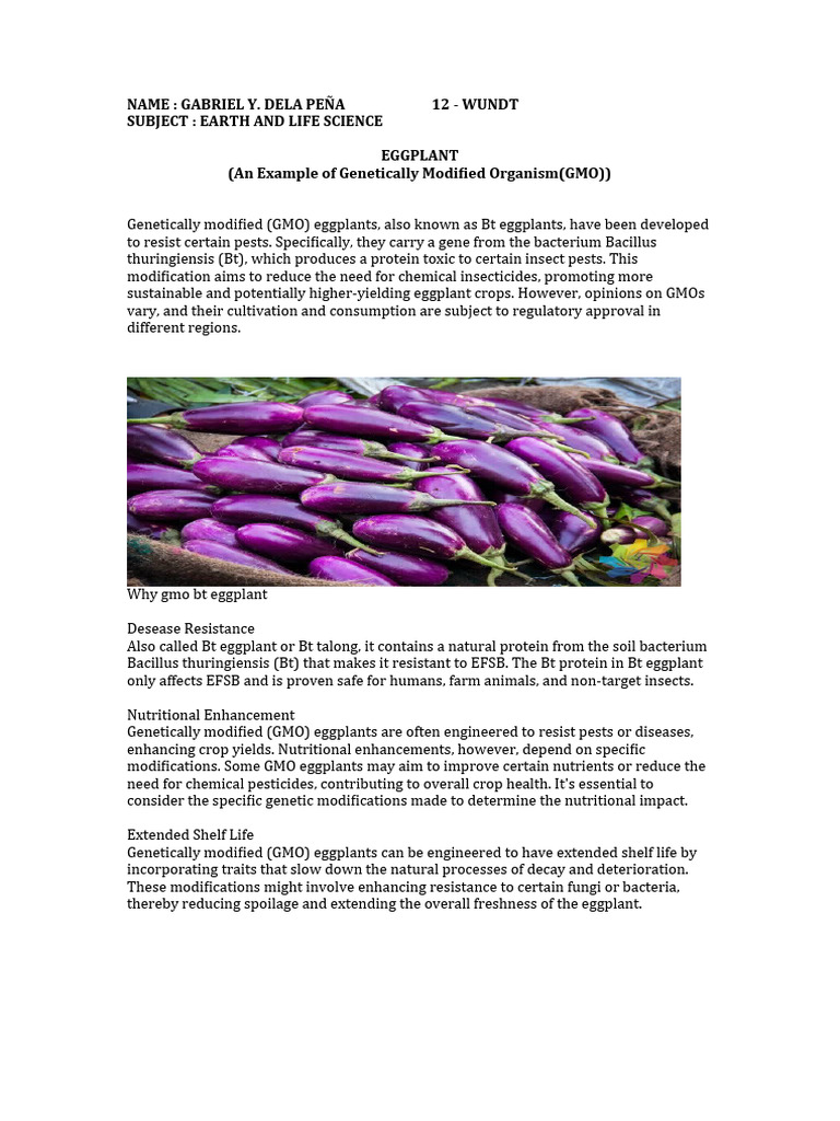 GMO Eggplant Insights for Students | PDF | Genetically Modified ...