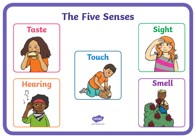 A4 the Five Senses Display Poster | PDF