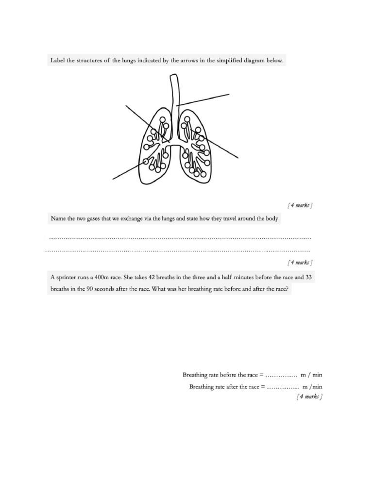 Igcse Respiratory System | PDF