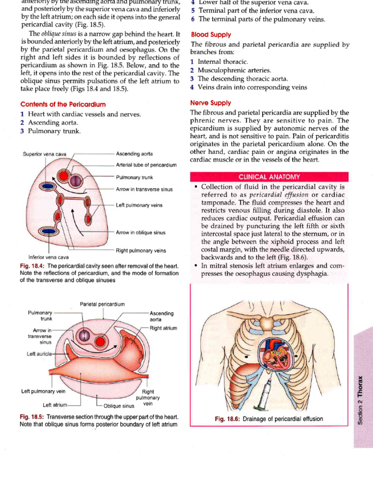 BD Chaurasia’s Heart | PDF | Atrium (Heart) | Heart Valve