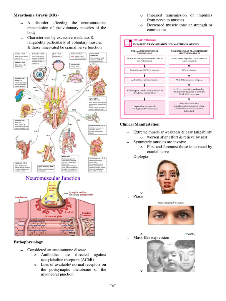 NCM116 Myasthenia Gravis MG Multiple Sclerosis Guillain Barre Syndrom GBS SF | PDF | Myelin ...