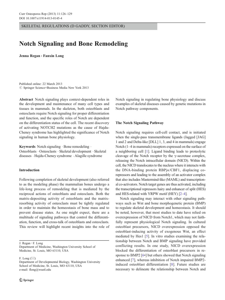 Regan2013 Notch Signaling and Bone Remodeling | PDF | Cell Signaling | Bone