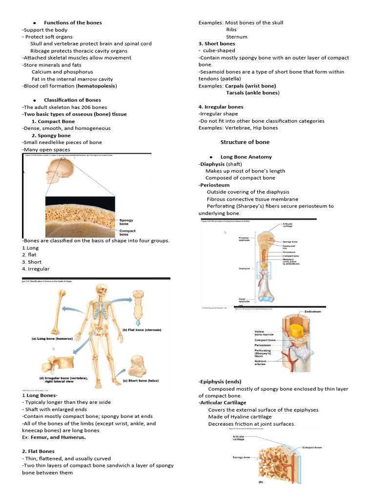 Functions of The Bones | PDF