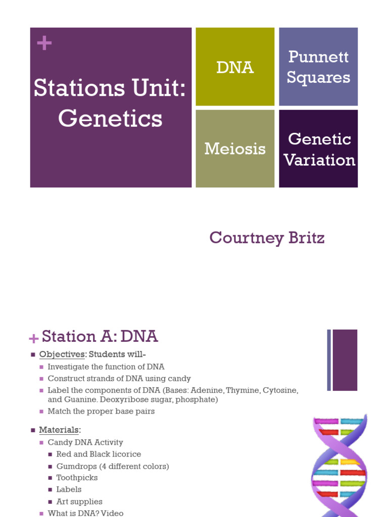 Genetics Stations | PDF | Genotype | Meiosis
