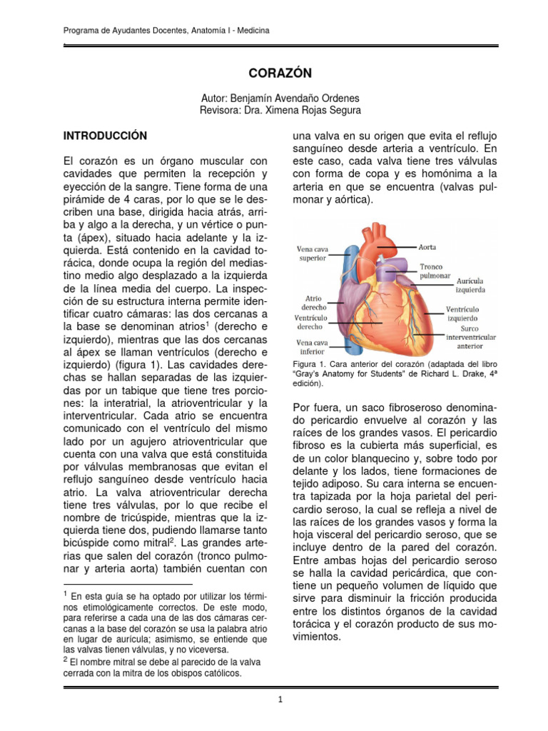 Apunte_Coraz_n_PAD | PDF | Corazón | Ventrículo (corazón)