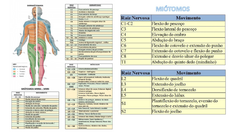Miotomos e Dermatomos | PDF