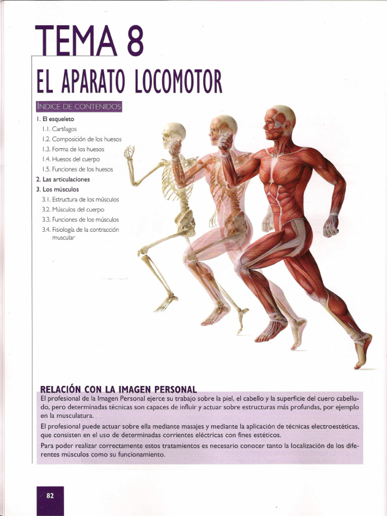 Tema 8 El Aparato Locomotor | PDF