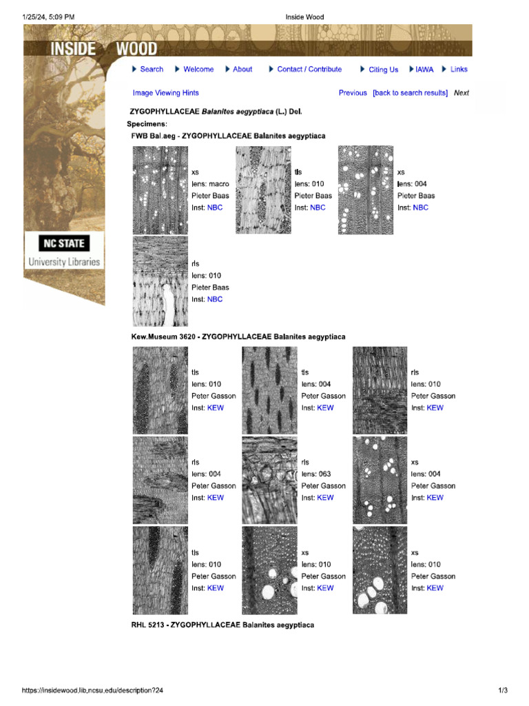 Balanites Aegyptiaca Heglig | PDF