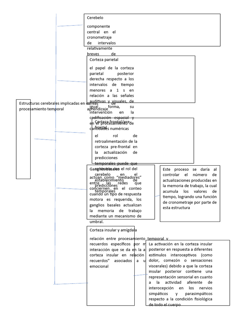 Estructuras Cerebrales Implicadas en El Proceso Temporal. Adriana | PDF ...