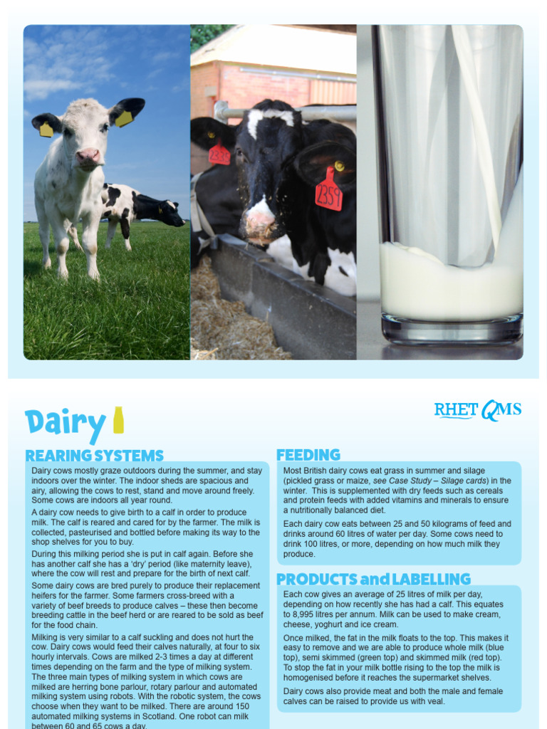 Livestock Fact Cards v1 Web | PDF | Animal Feed | Dairy Cattle