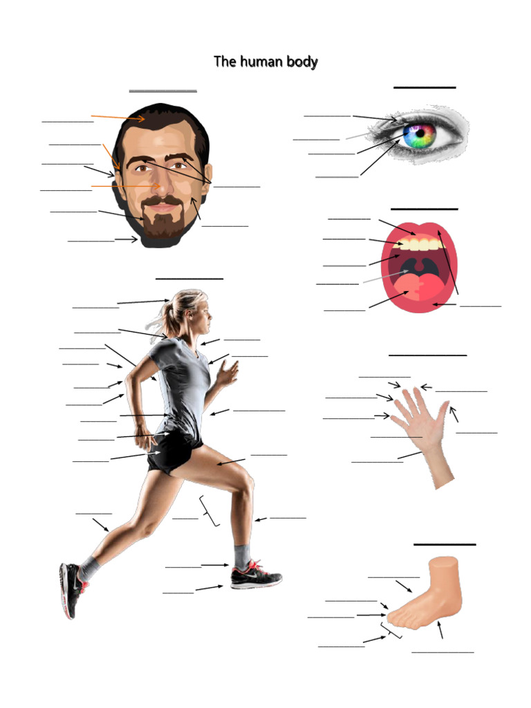 The Human Body Activity | Download Free PDF | Hand | Human Anatomy