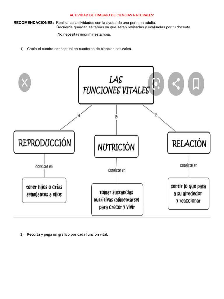 Actividad De Trabajo De Las Funciones Vitales Pdf