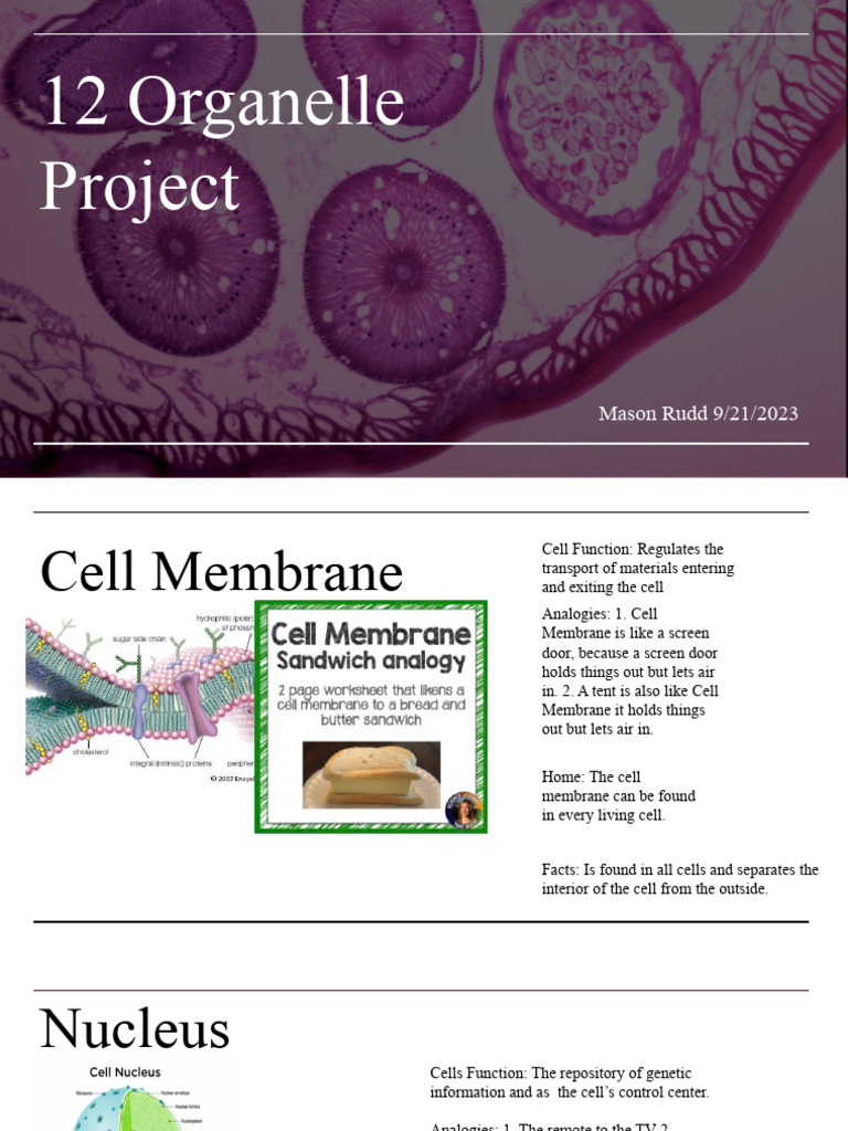 Cell Organelle Project | PDF | Cell (Biology) | Cytoplasm