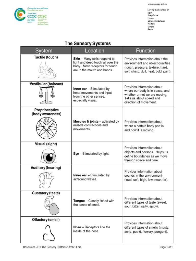 Resources - OT The Sensory Systems | PDF | Senses | Somatosensory System