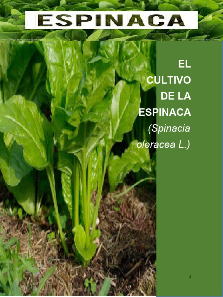 Cultivo y morfología de la espinaca | PDF | Espinacas | Dieta y nutrición