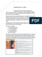 Región Labial de La Cara. | PDF | Labio | Anatomía humana