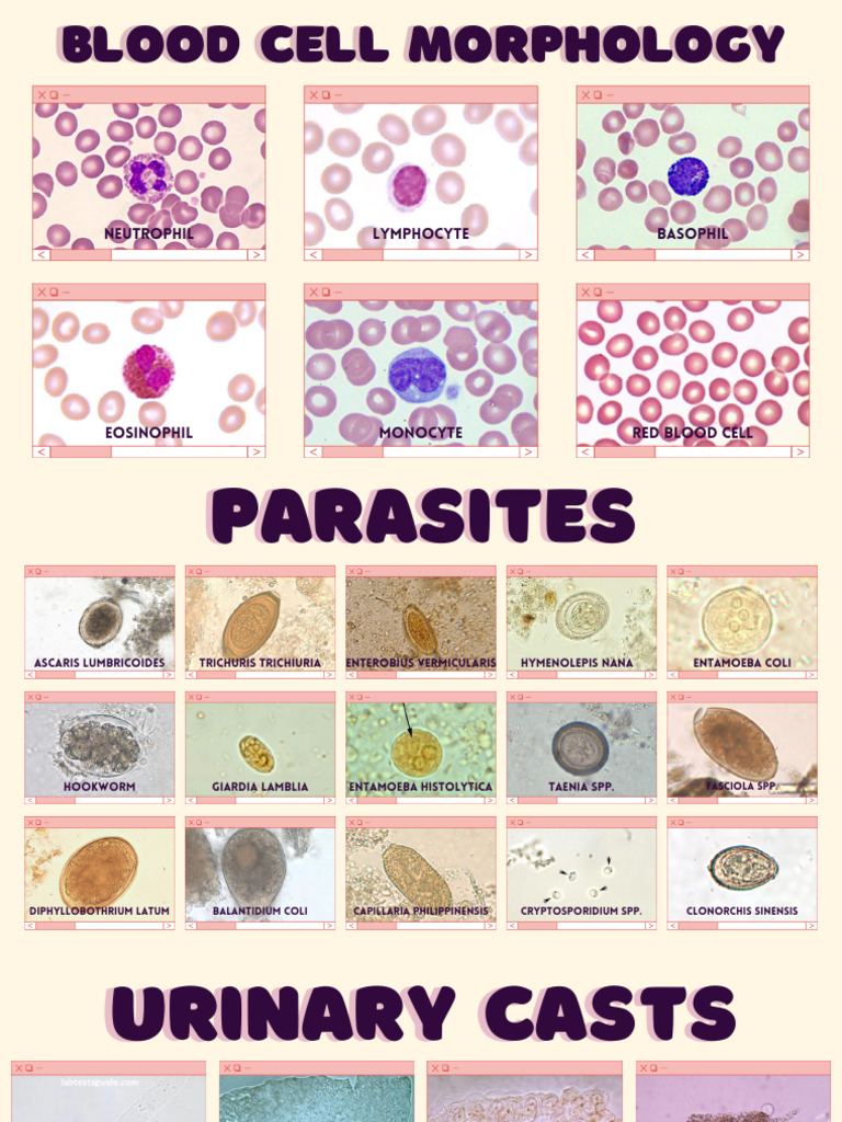 Hematology and Clinical Microscopy Guide | PDF