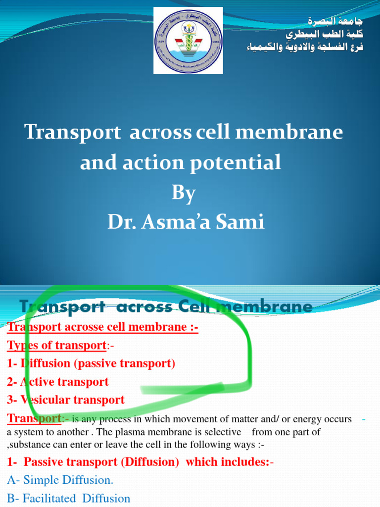 Physiology L2 | PDF | Membrane Potential | Depolarization