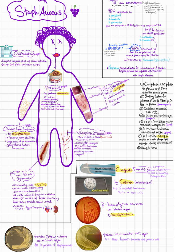 Staphylococcus Notes | PDF
