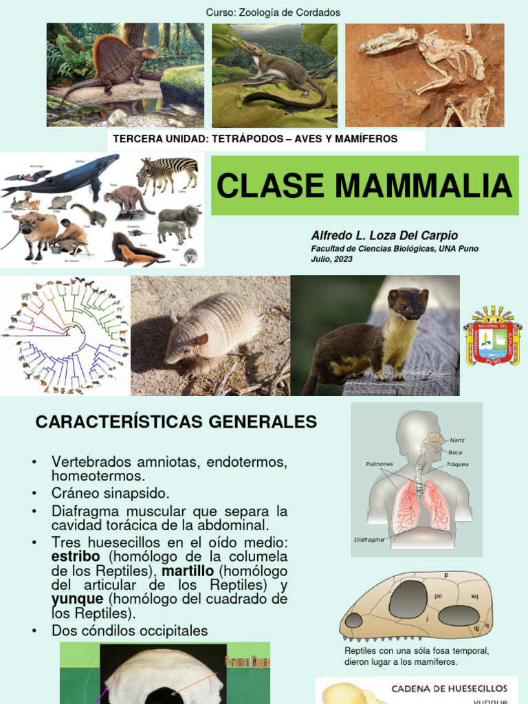 Zoo Mamíferos 12 | PDF | Neocortex | Mamíferos