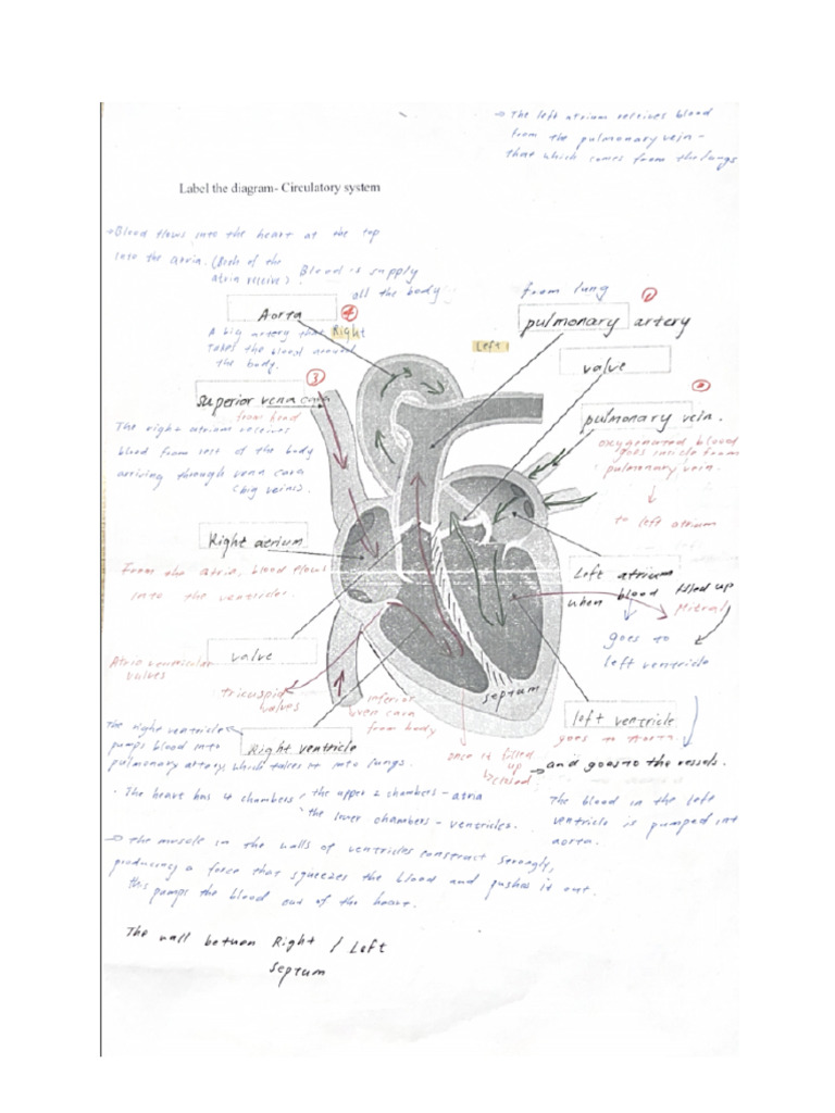 circulatory system | PDF