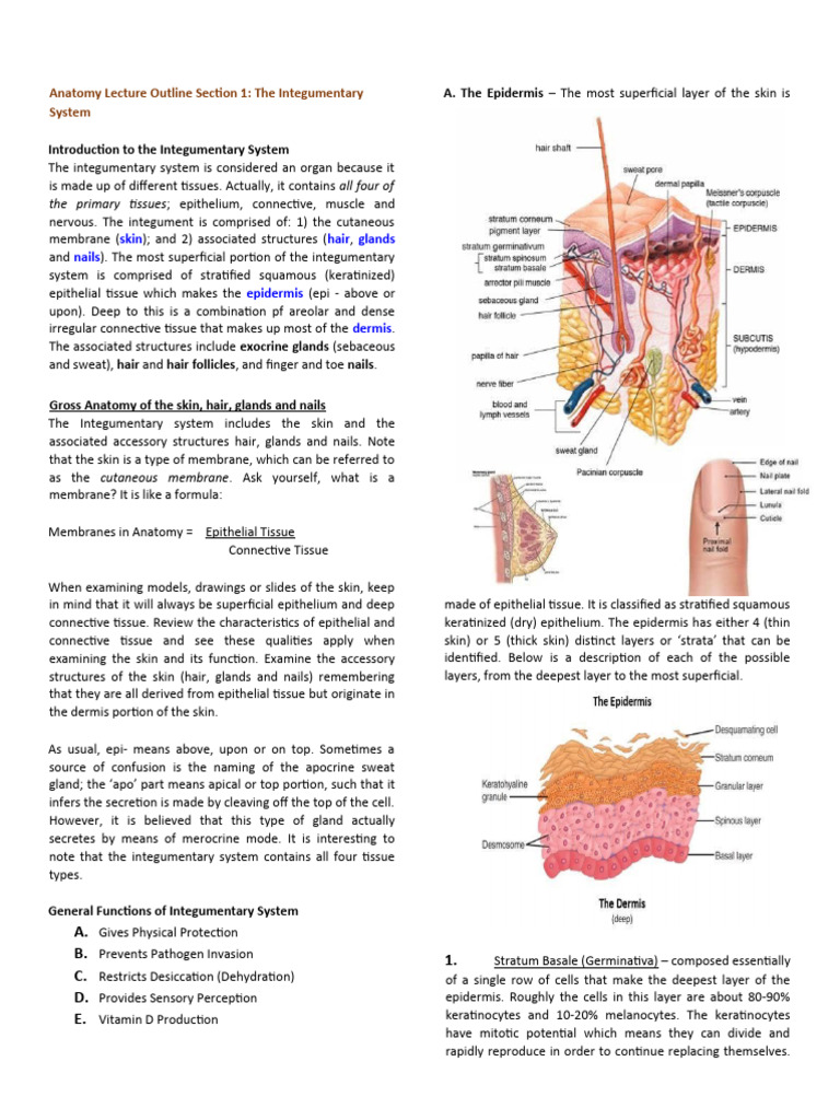 Integumentary | PDF | Integumentary System | Skin
