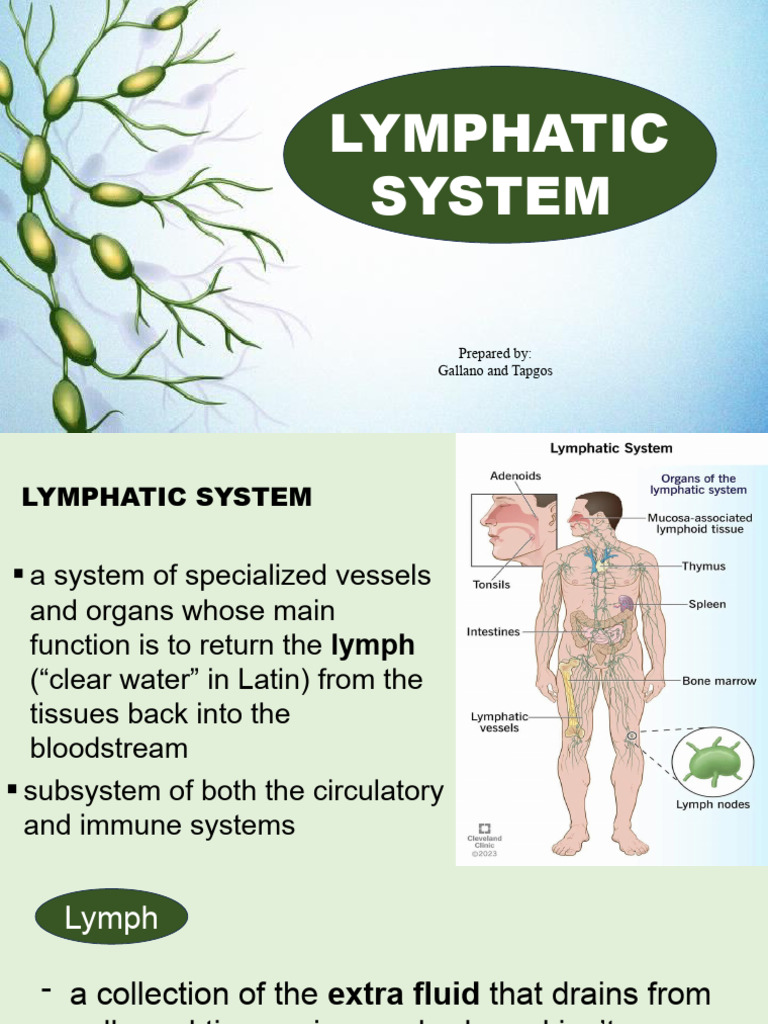 Lymphatic System | PDF