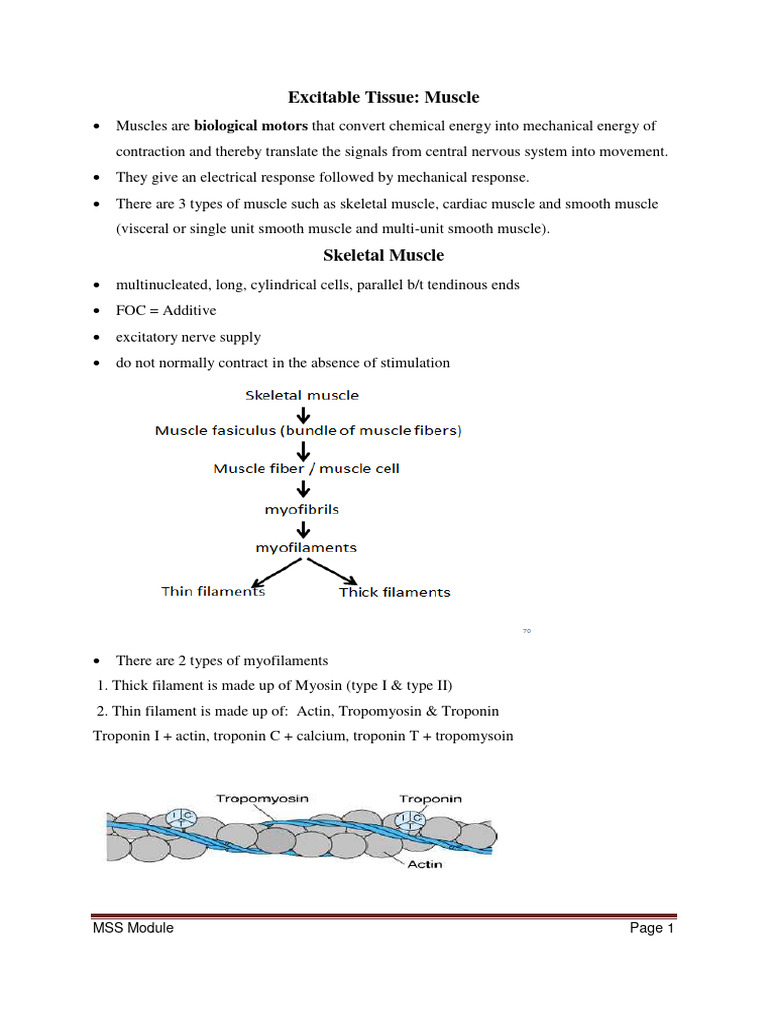 MSS Module Year One 2024 | Download Free PDF | Muscle Contraction ...