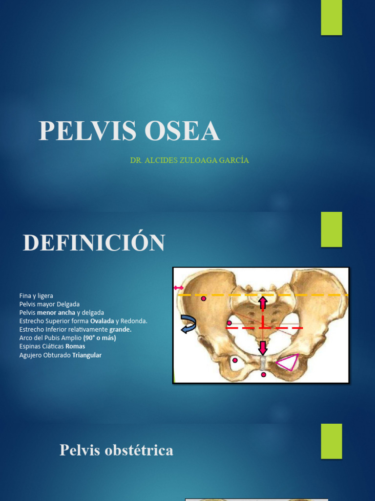 Pelvis Osea | PDF | Pelvis | Anatomía
