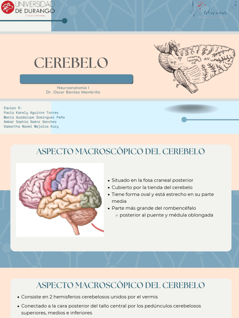 Cerebelo Pdf Cerebelo Corteza Cerebral