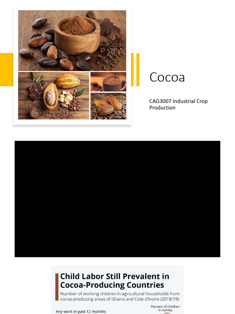 Lecture 3 4 - Cocoa Coffee | PDF | Cocoa Bean | Chocolate