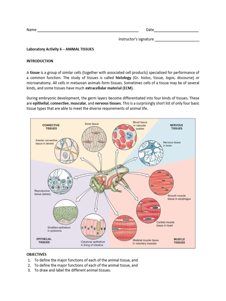 Gen Bio 1 Worksheet 6 | PDF