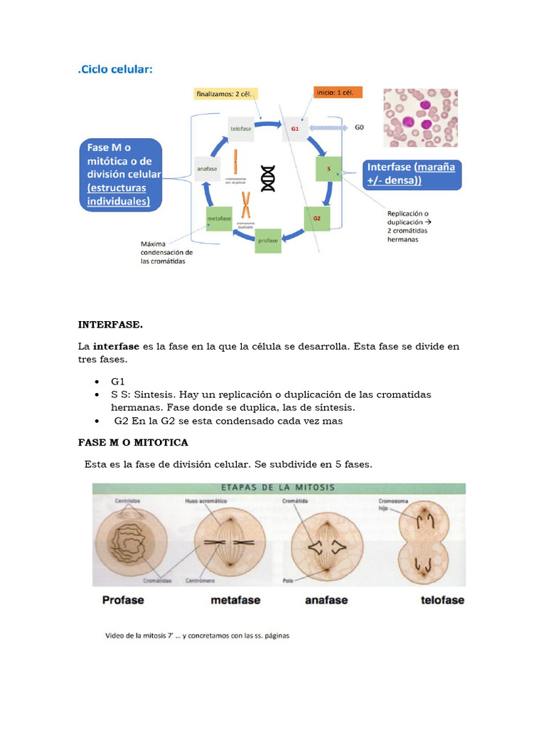 Ciclo Celular: Interfase y Meiosis | PDF | Mitosis | Mitosis