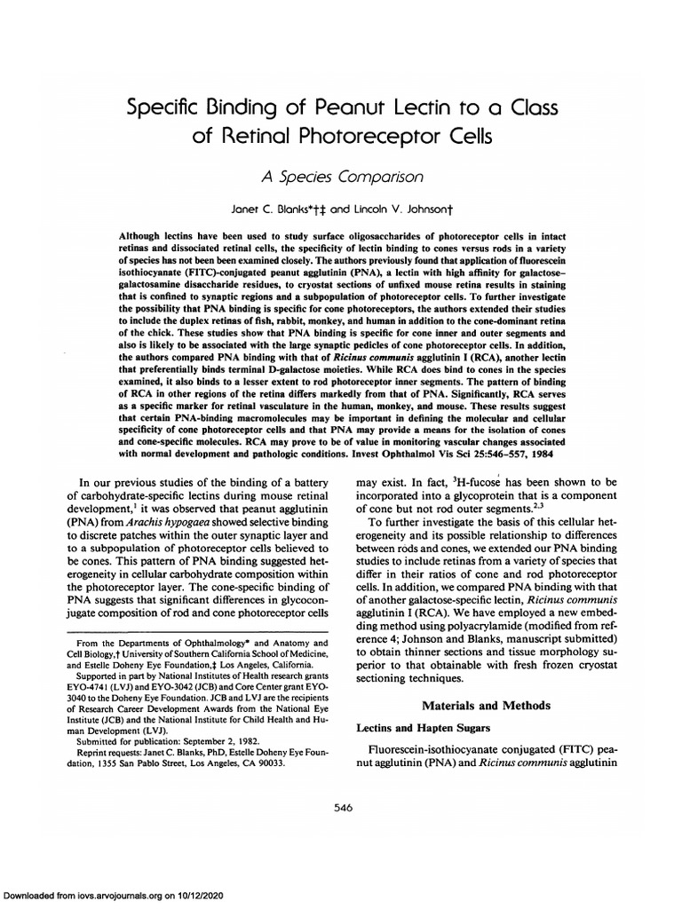 Photorreceptor Retinal Cells | PDF | Retina | Eye