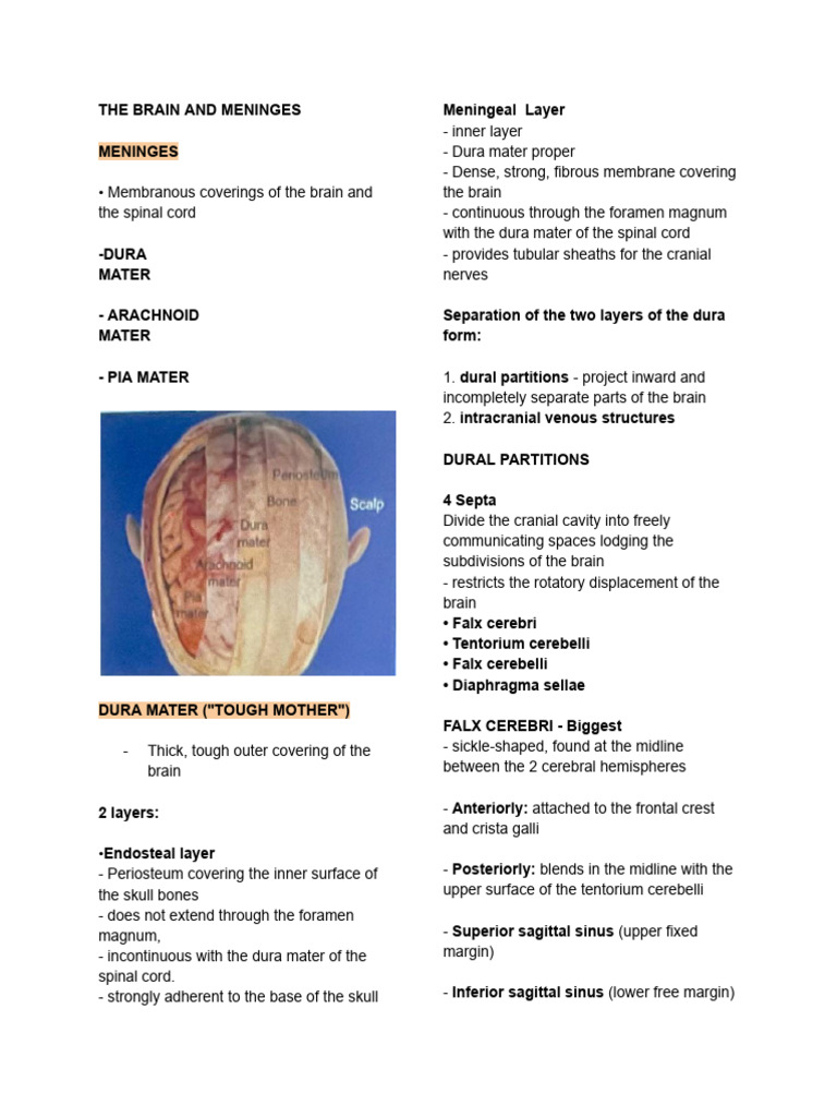 Brain and Meninges | PDF | Cerebrospinal Fluid | Human Anatomy