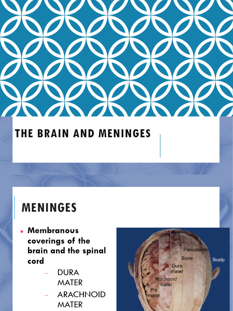 Brain and Meninges | PDF | Science & Mathematics