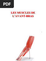Muscles de l'avant-bras en détail | PDF | Main | Membres (anatomie)