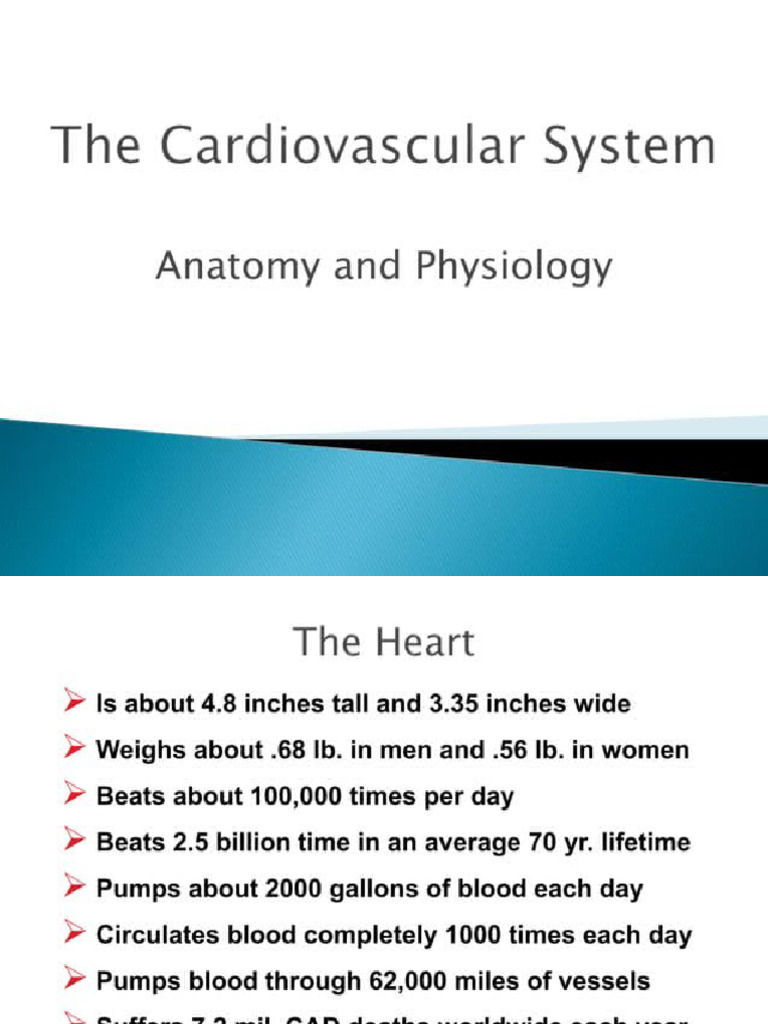 Cardiovascular System Anat | PDF