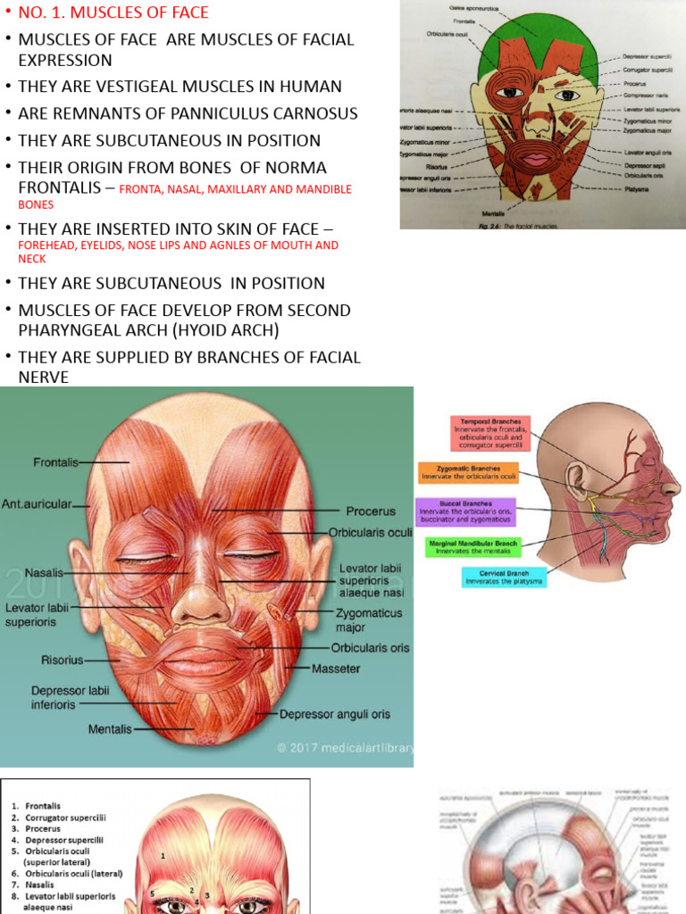 Facial Muscles | PDF